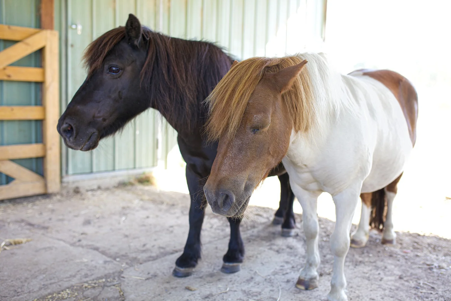 Stable Minds Equine Assisted Psychology