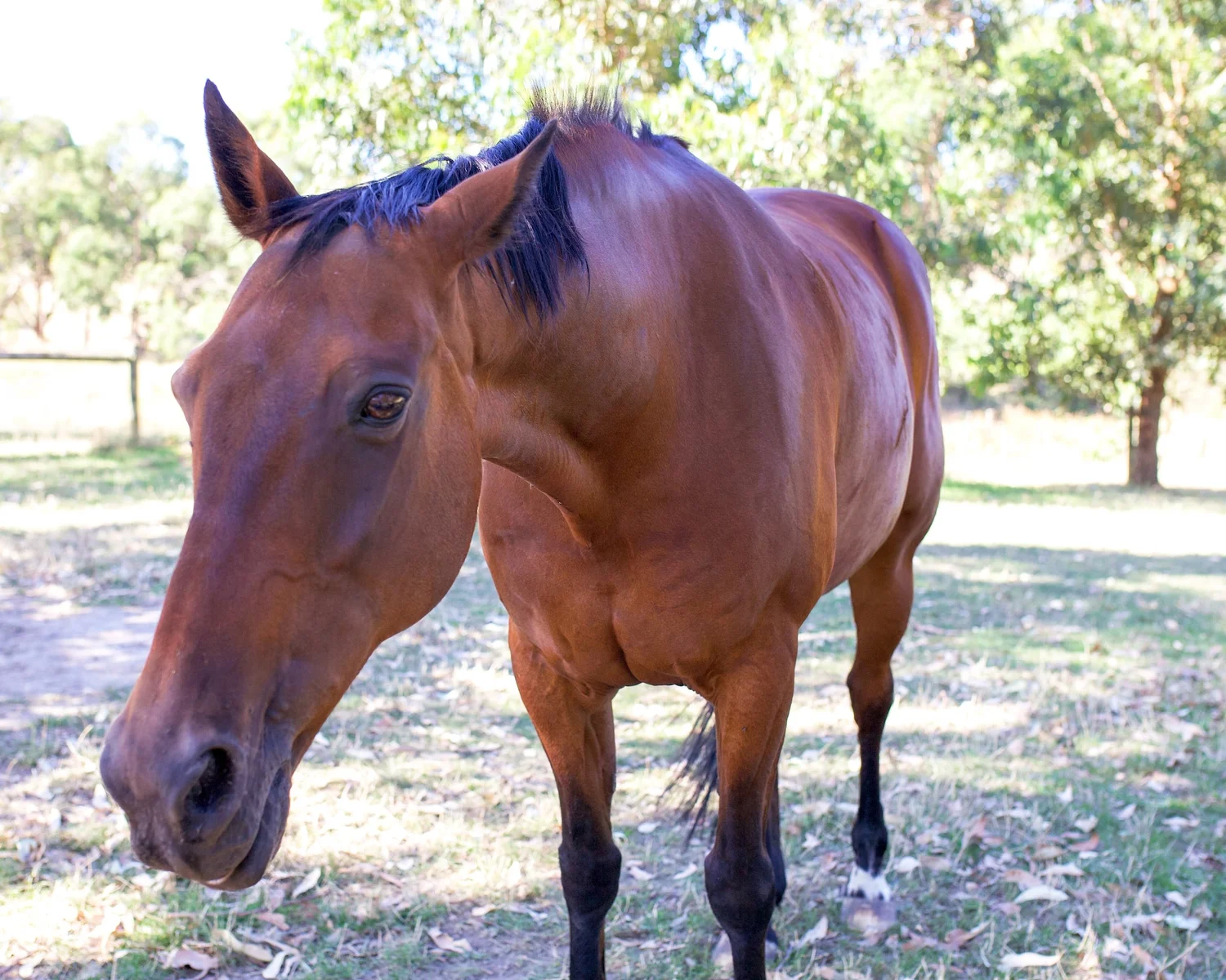 Stable Minds Equine Assisted Psychology