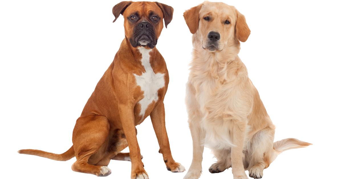 Services by Dr. Susan Kyle, Paws n' Claws Animal Hospital in Gretna, NE ...