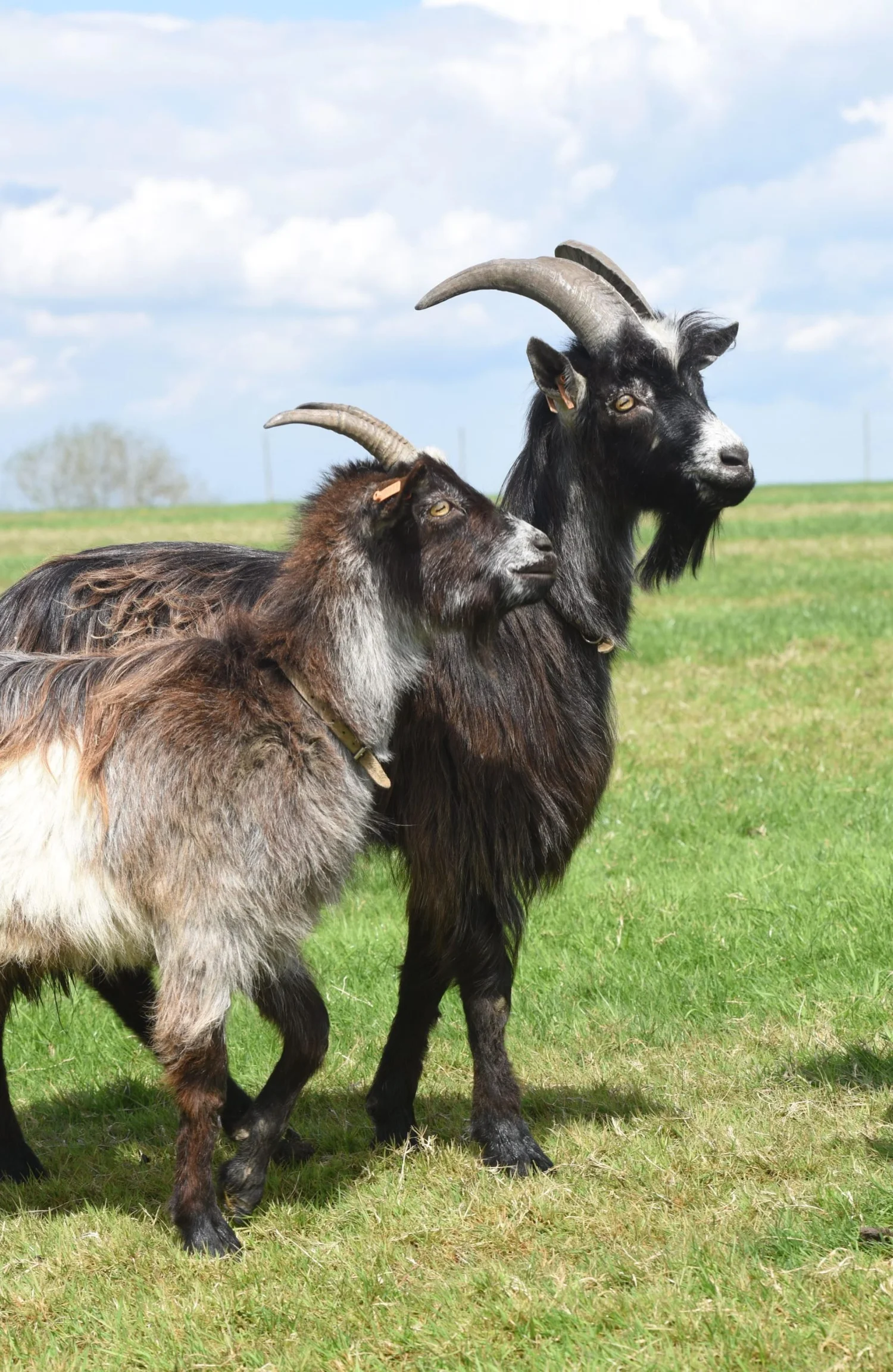 Our Breeds — British Breeds Revival Trust