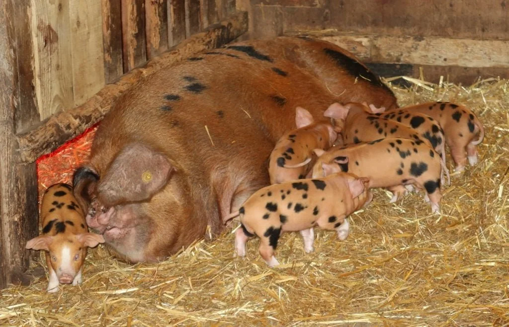 Our Breeds — British Breeds Revival Trust