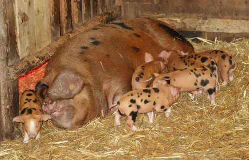 Our Breeds — British Breeds Revival Trust