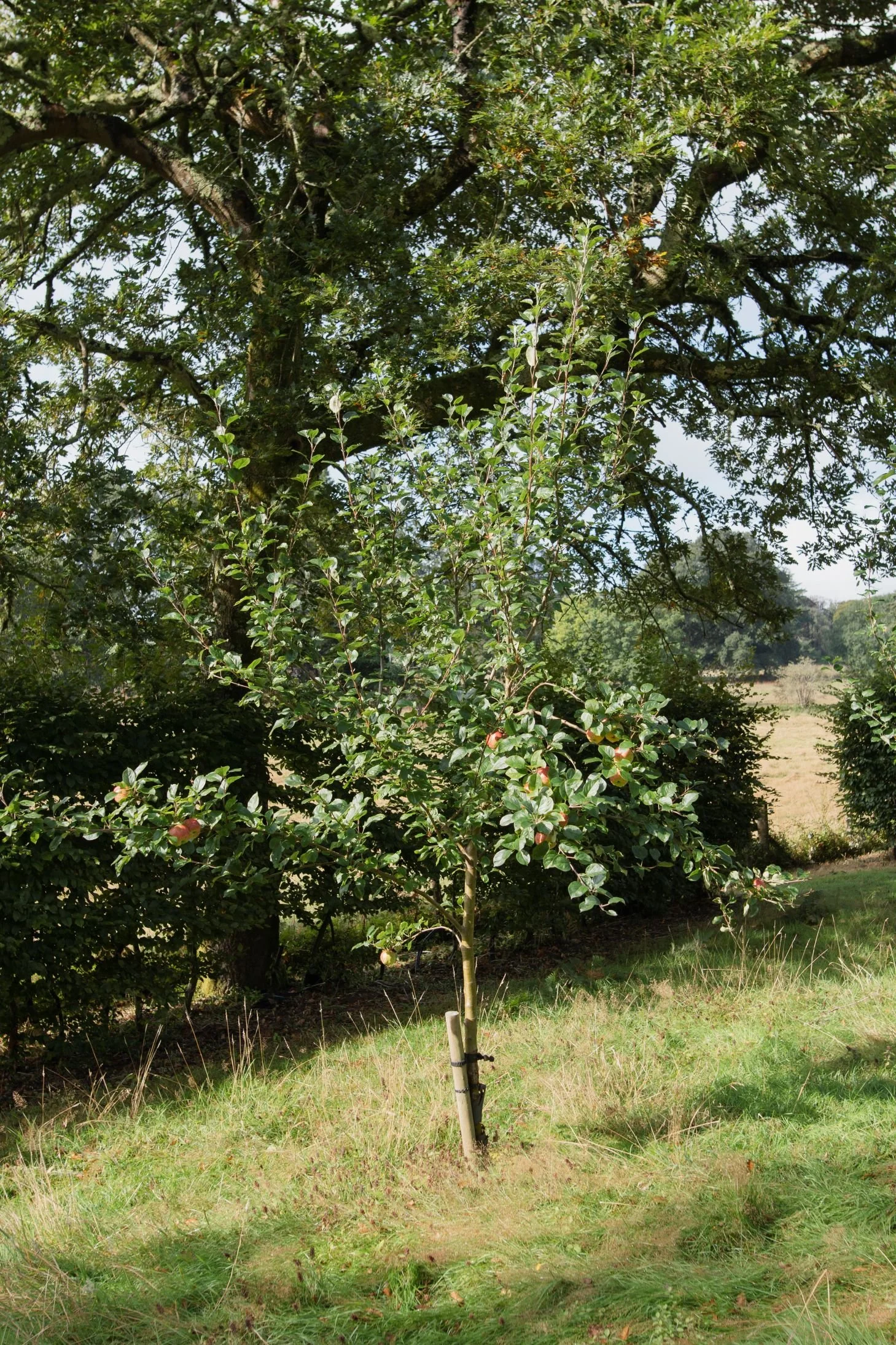 Apple Tree Jumbo variety — The Forest Garden Falmouth