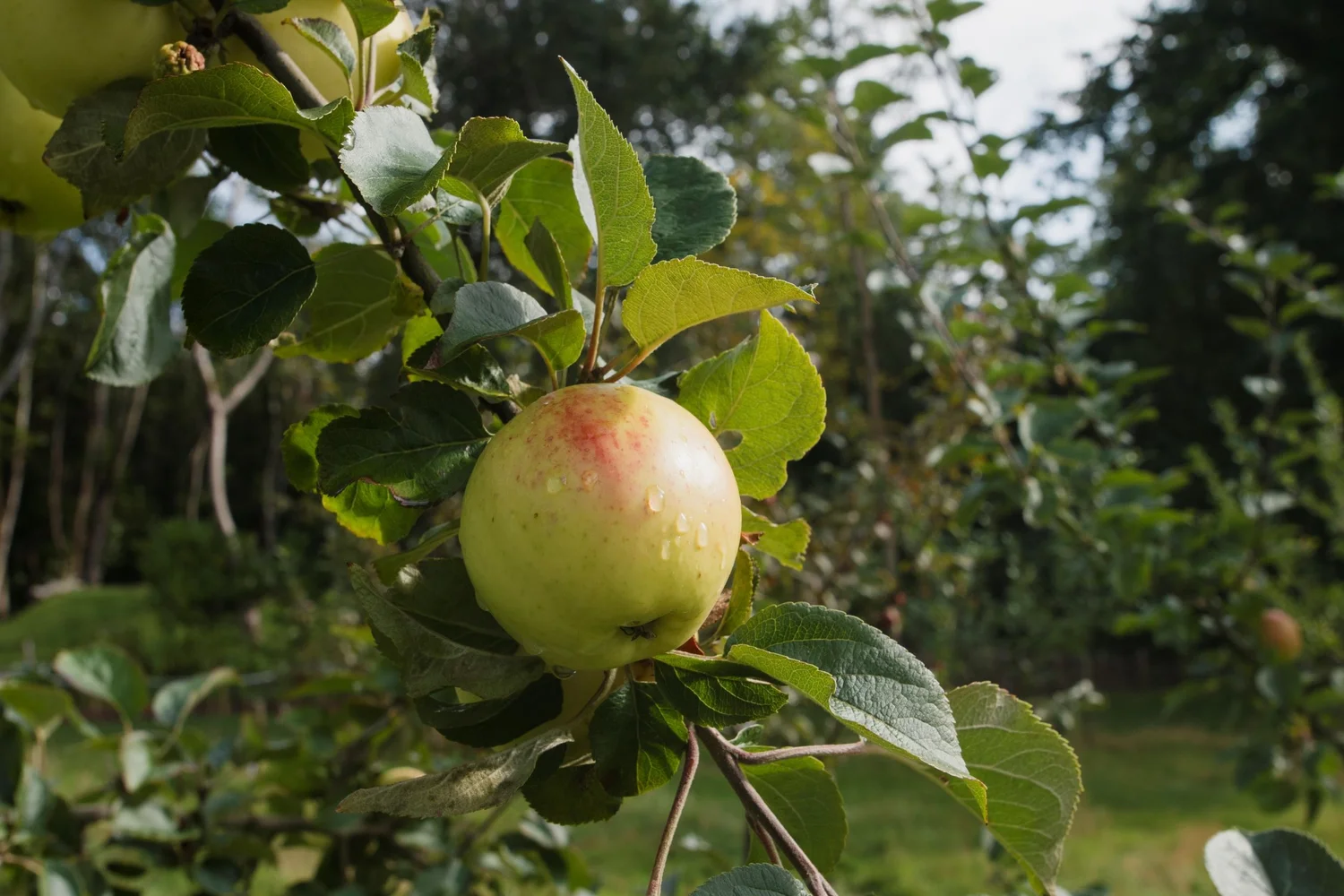 Apple tree Cornish Aromatic variety — The Forest Garden Falmouth