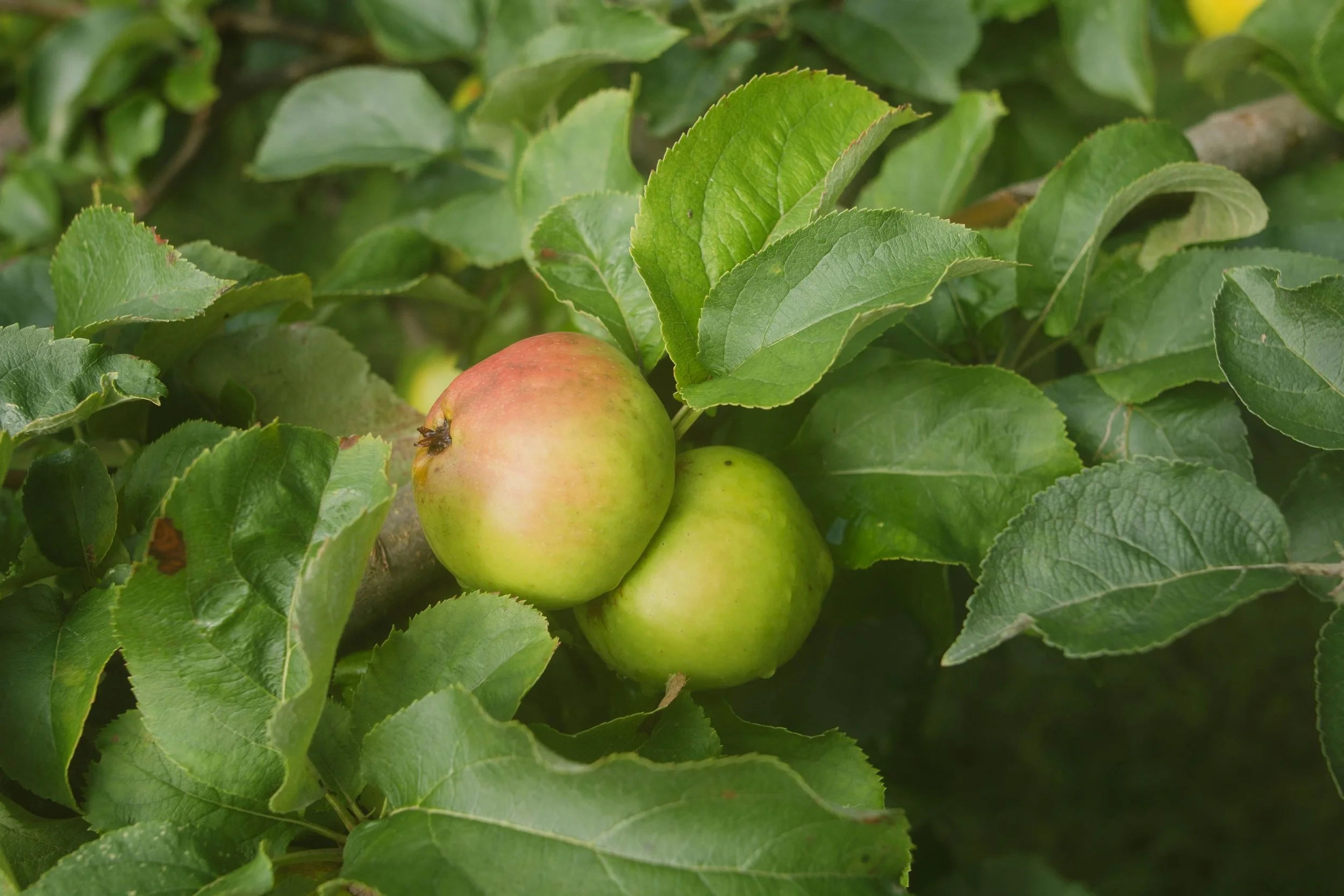 Apple Tree Breadfruit variety — The Forest Garden Falmouth