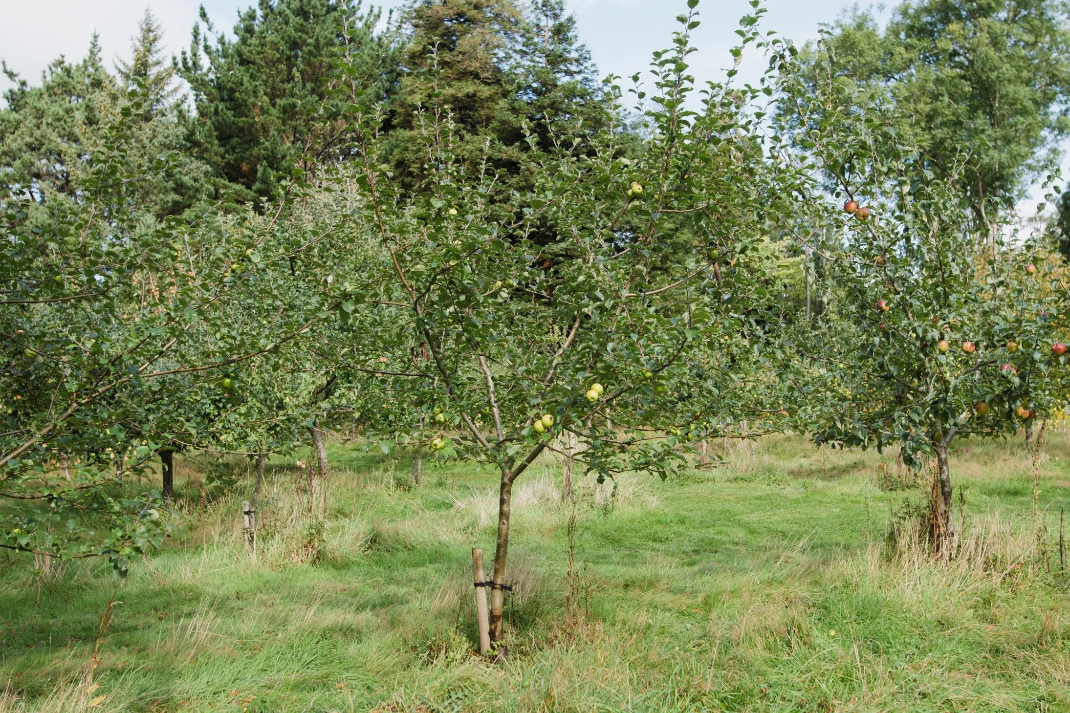 Apple tree Cornish Aromatic variety — The Forest Garden Falmouth