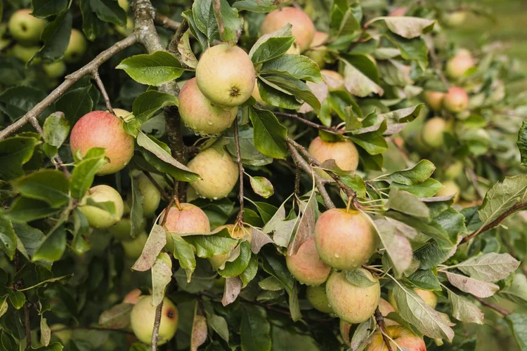 Apple tree Cornish Aromatic variety — The Forest Garden Falmouth