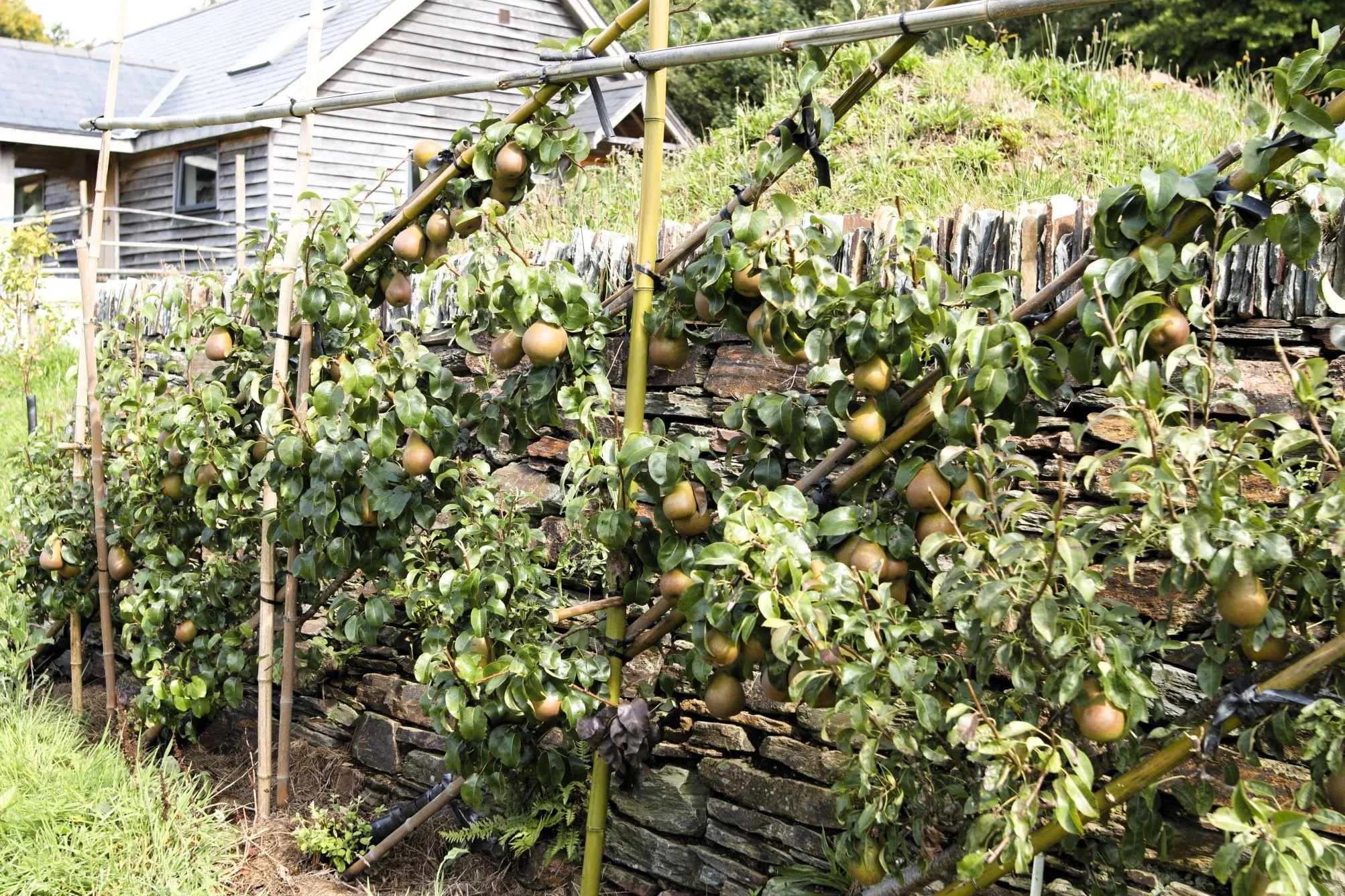 Pear: Conference (award winning tree) (Pyus communis) — The Forest ...