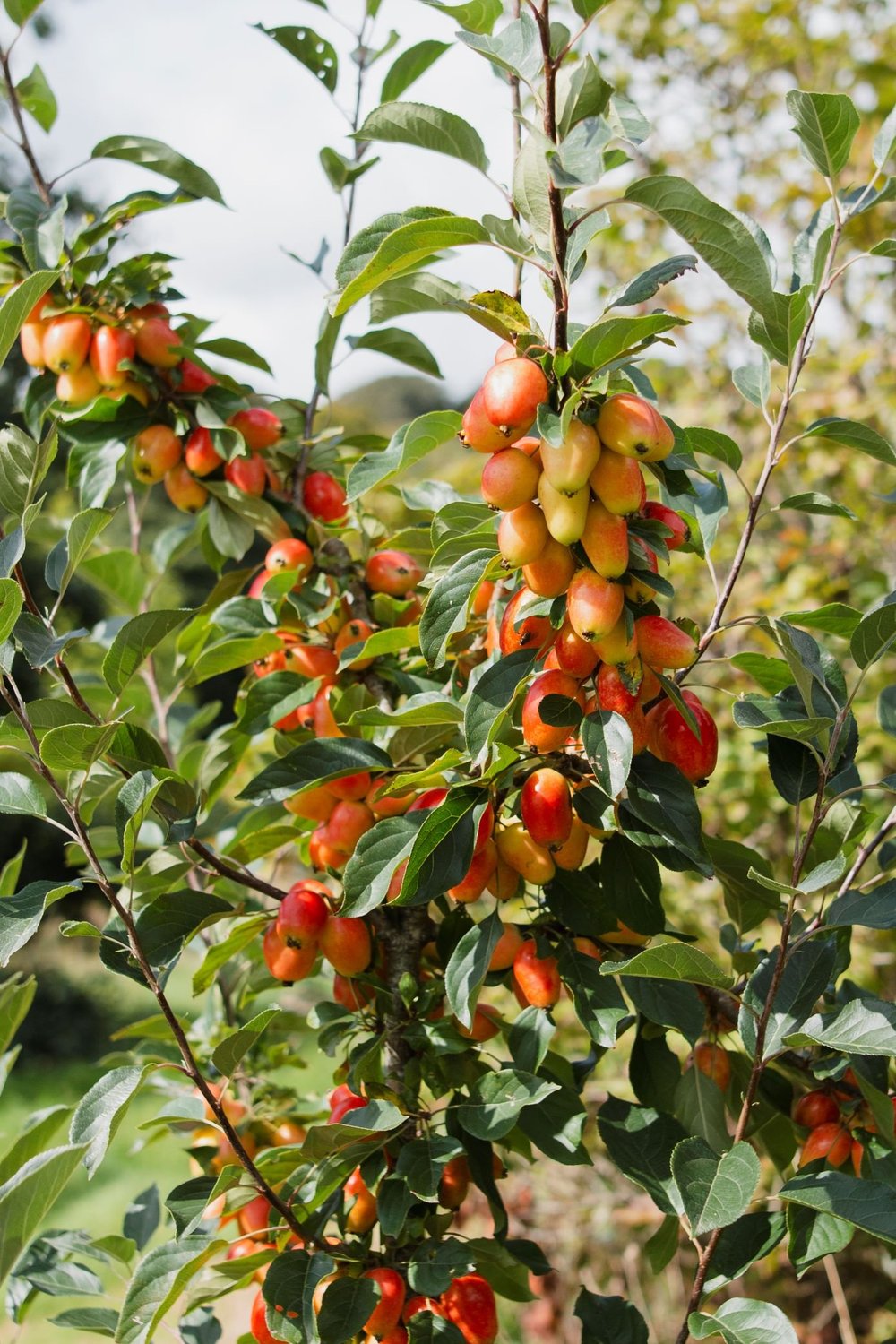Rose hip crab apple — The Forest Garden Falmouth
