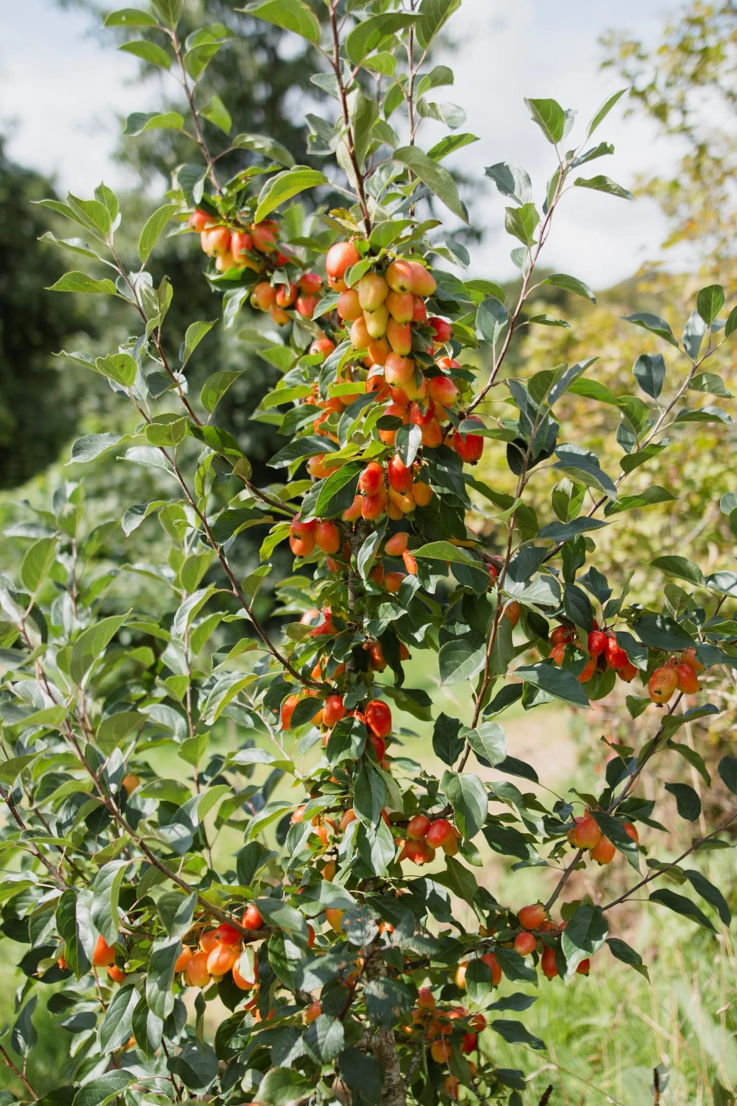 Rose hip crab apple — The Forest Garden Falmouth