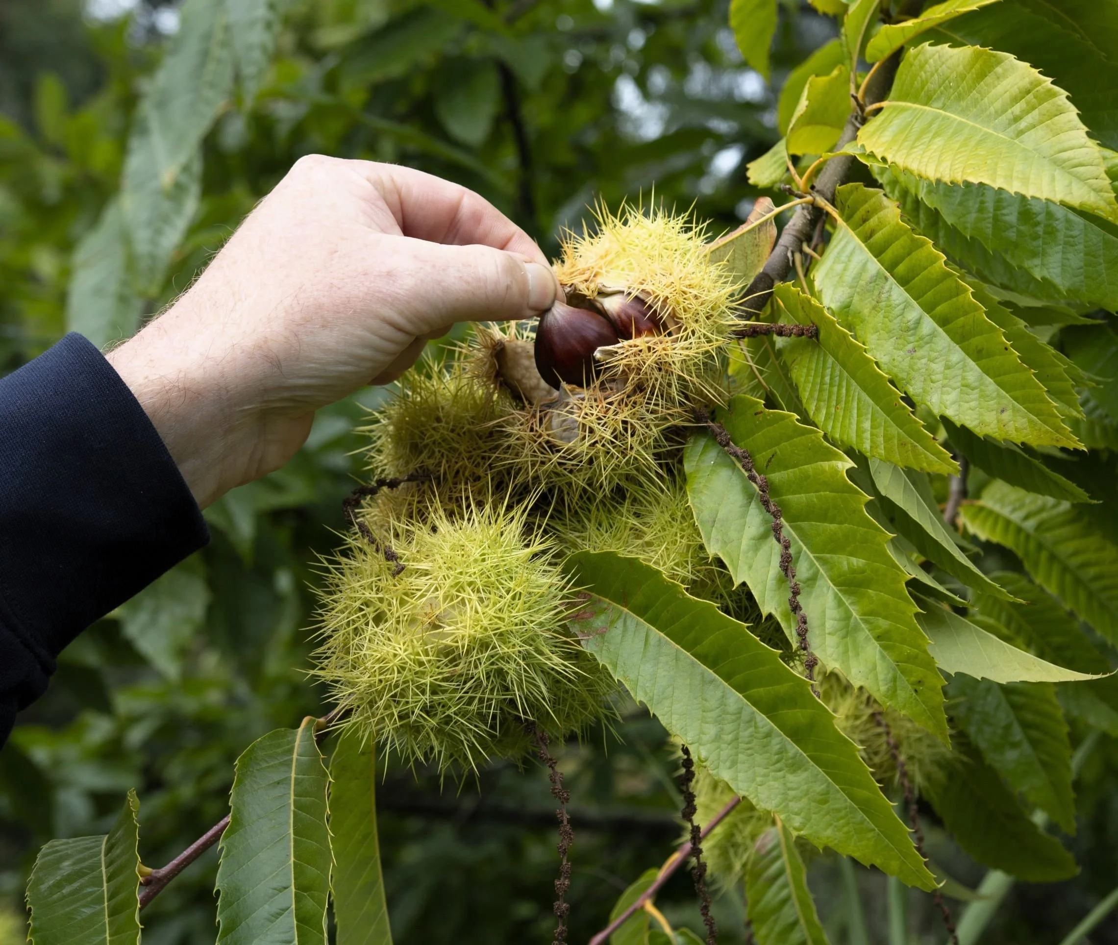 Marigoule Chestnut — The Forest Garden Falmouth