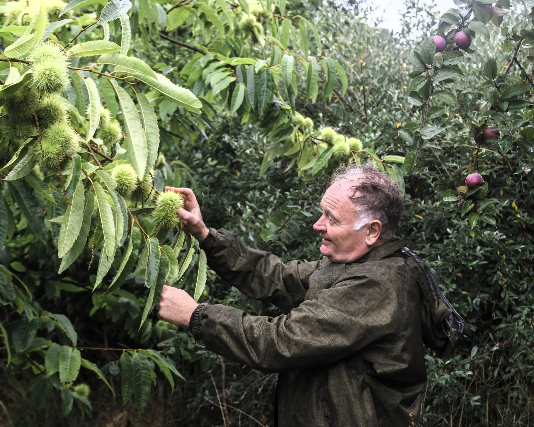 Belle Epine Chestnut — The Forest Garden Falmouth
