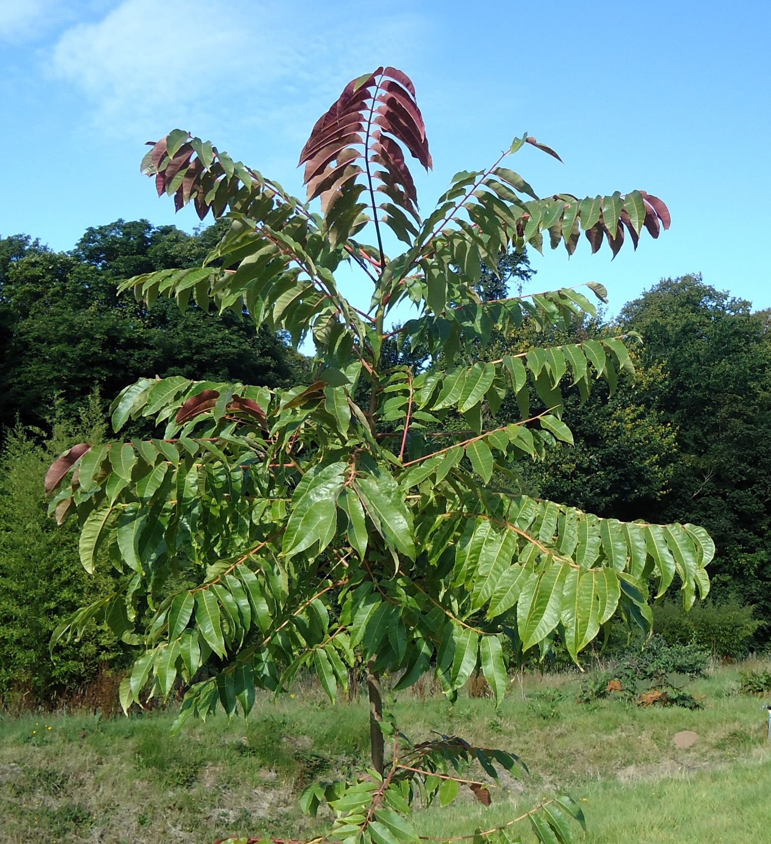 Saltbush (atriplex humilis) — The Forest Garden Falmouth
