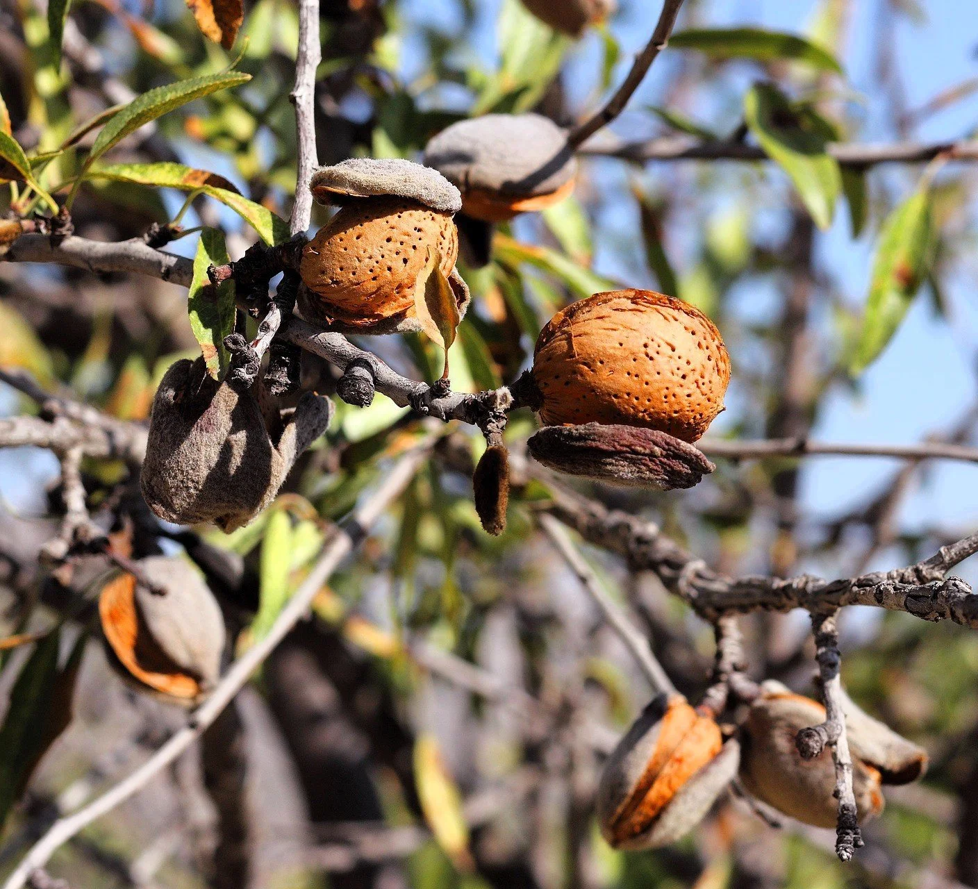 Almond tree, Ingrid variety — The Forest Garden Falmouth