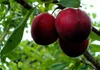Apple Tree Jumbo variety — The Forest Garden Falmouth
