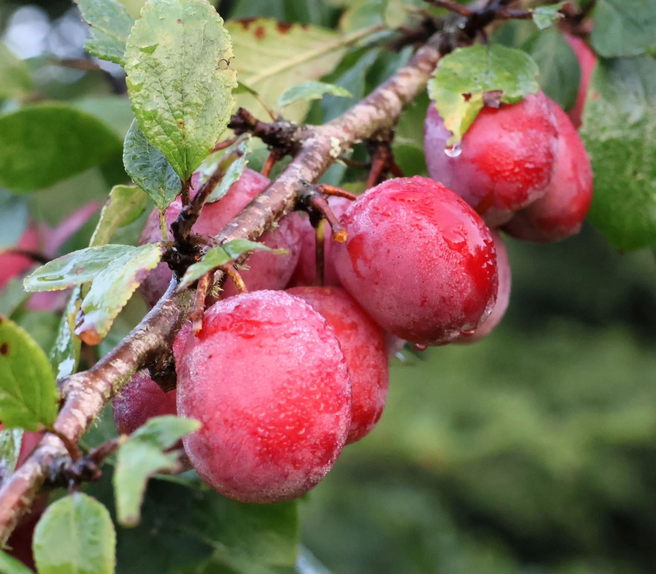 Manaccan Plum Prunus domestica — The Forest Garden Falmouth