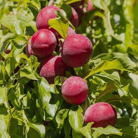 Mirabelle: Countess (Prunus domestica subspecies syriaca) — The Forest ...