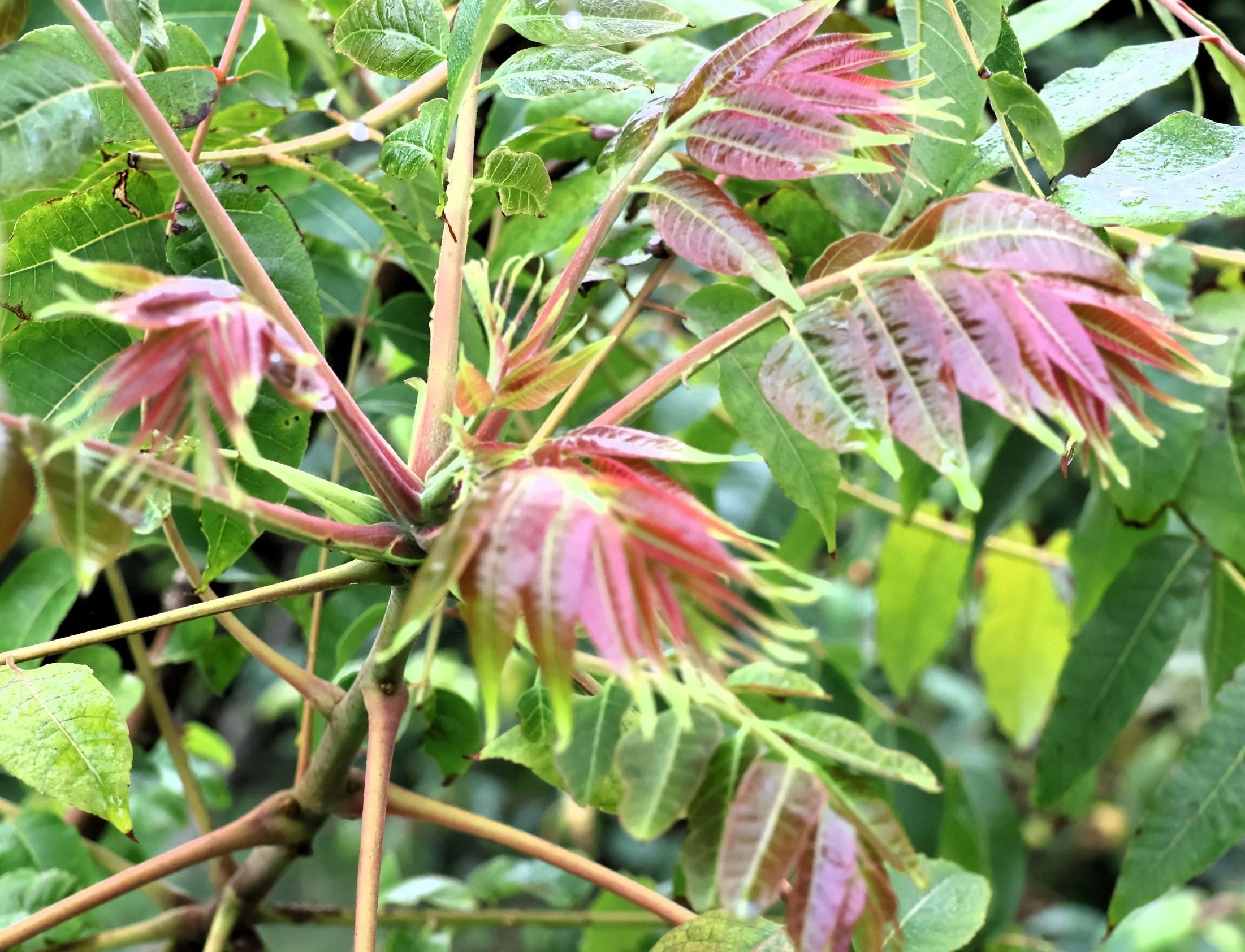 Saltbush (atriplex humilis) — The Forest Garden Falmouth