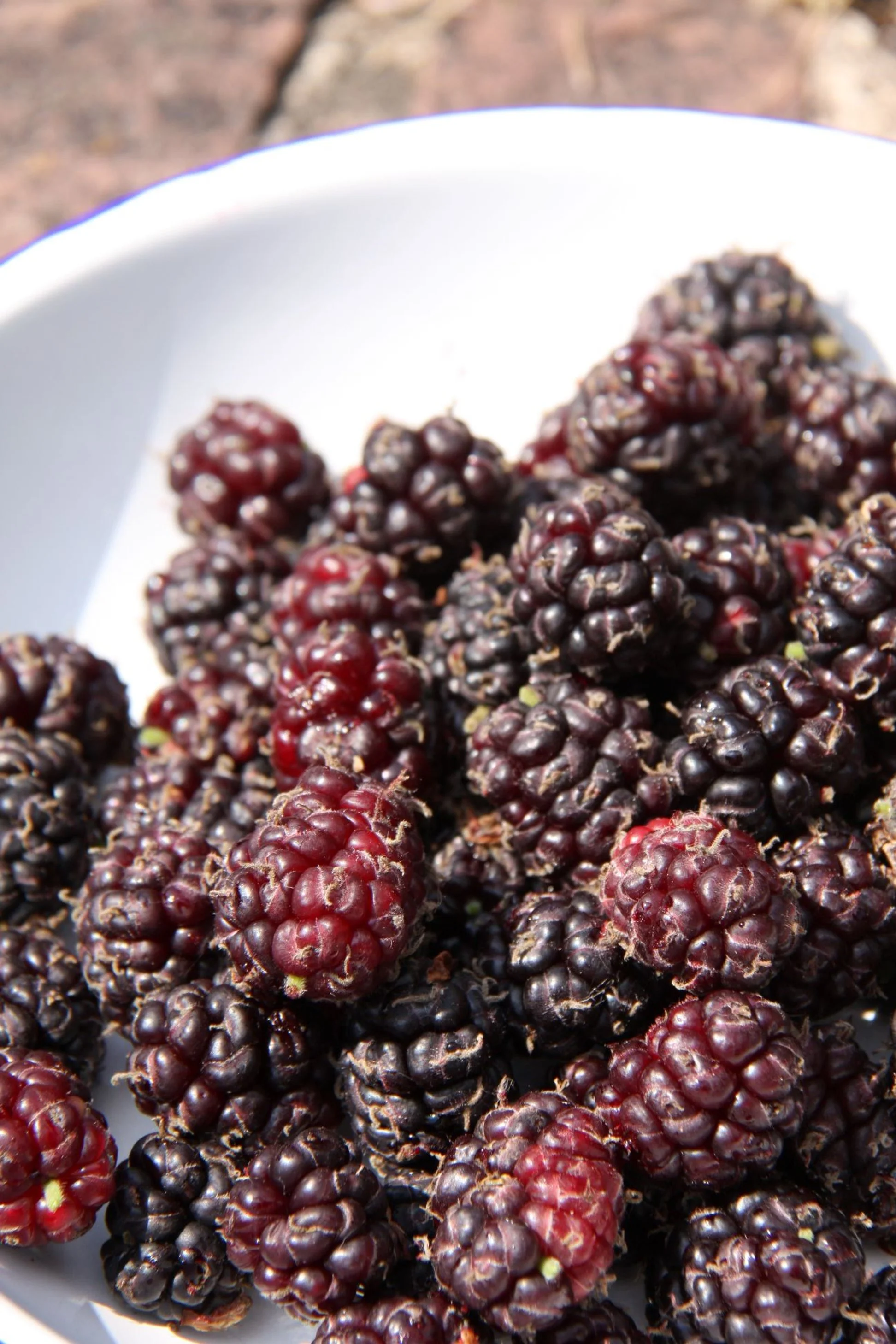 Mulberry: Chelsea (King James) (Morus Nigra) — The Forest Garden Falmouth