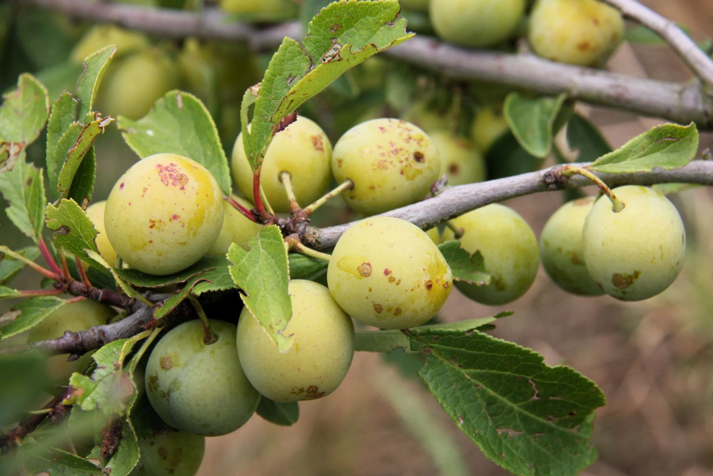 Mirabelle: Countess (Prunus domestica subspecies syriaca) CLICK ...
