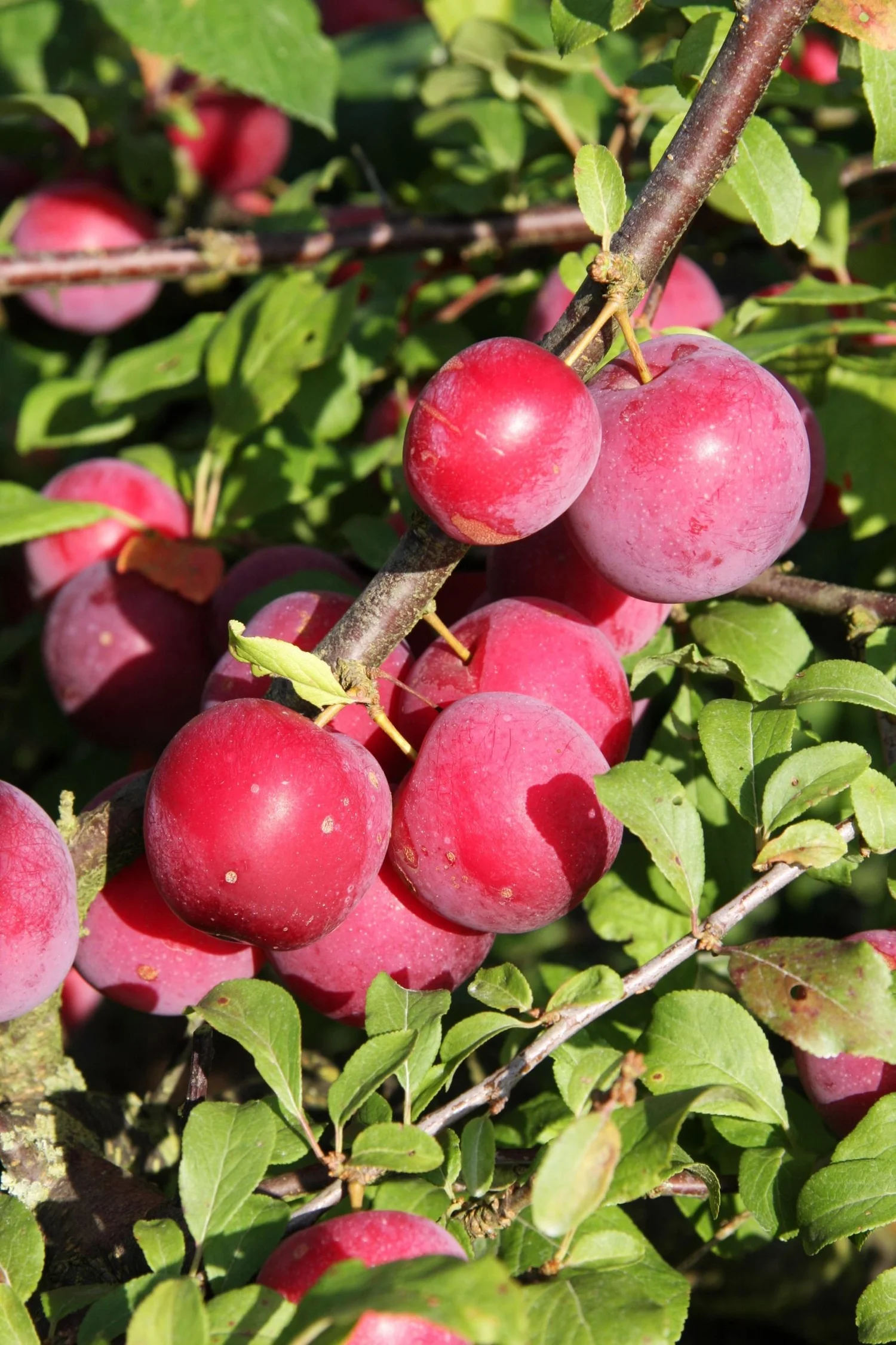 Mirabelle: De Nancy (Prunus domestica subspecies syriaca) CLICK ...