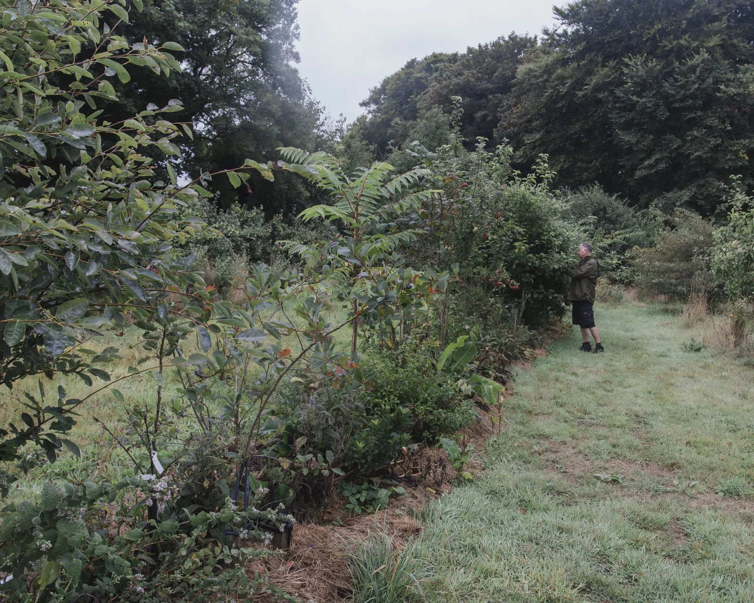 A Forage Garden — The Forest Garden Falmouth