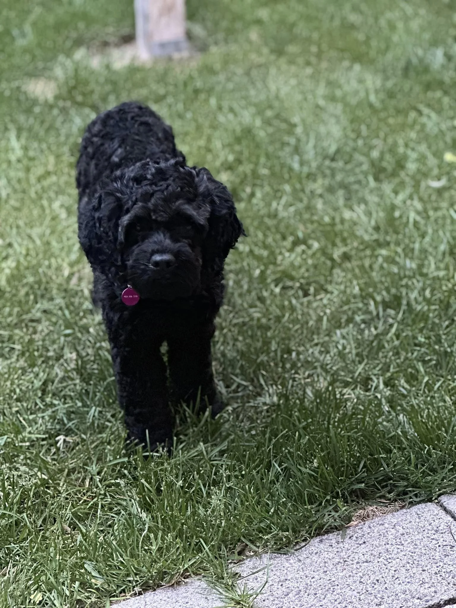 Windy City Canine Rescue