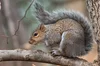 The Squirrels — SquirrelMapper