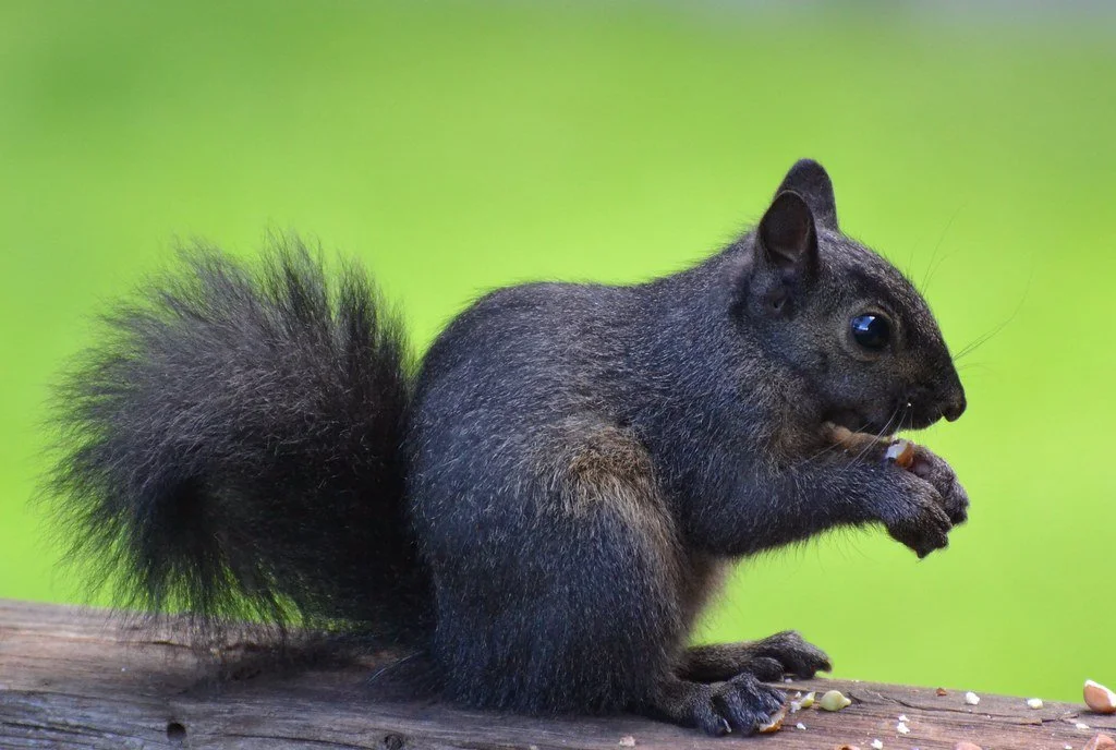 The Squirrels — SquirrelMapper