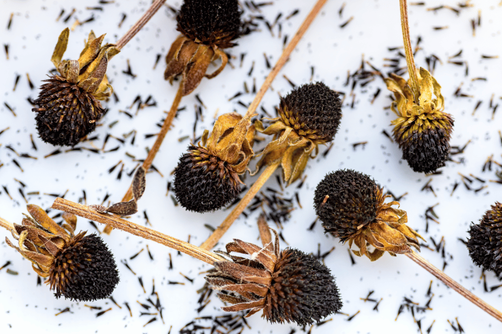 COLLECTING AND SOWING WILDFLOWER SEEDS IN YOUR GARDEN — Wacca Pilatka ...