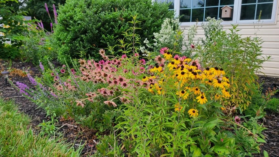7 REASONS YOU SHOULD INCORPORATE NATIVE PLANTS INTO YOUR LANDSCAPE ...