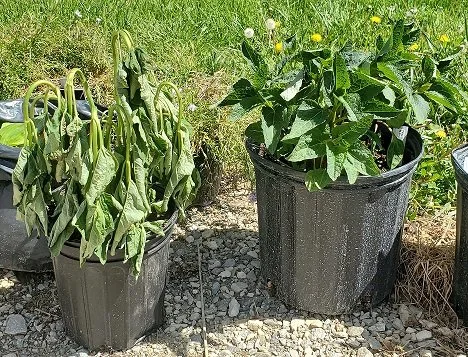 TRANSPLANT SHOCK - DEMYSTIFIED — Wacca Pilatka Landscape Design ...