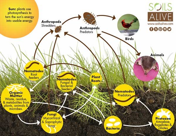 SOIL AND THE SOIL FOOD WEB IN YOUR LANDSCAPE — Wacca Pilatka Landscape ...
