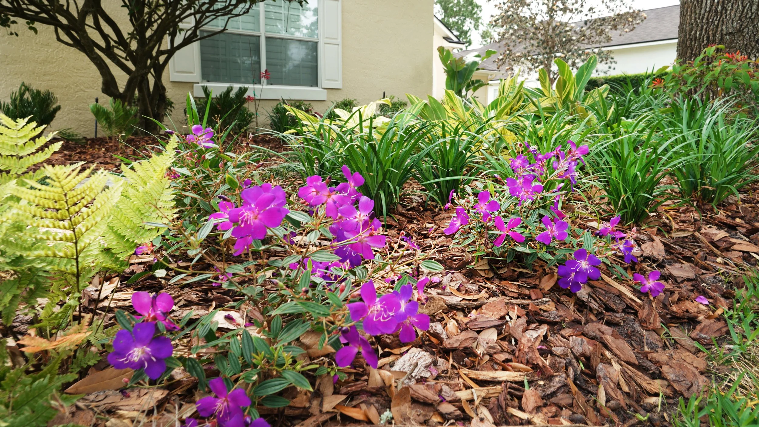 Tropical Shade Garden Transformation — Wacca Pilatka Landscape Design ...