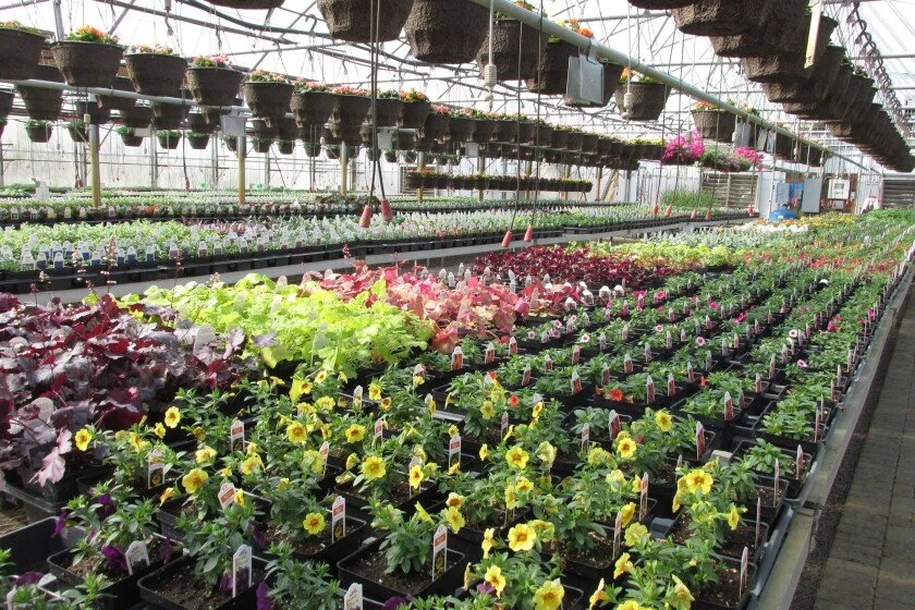 PLANT ECOTYPES: A GARDEN vs RESTORATION PERSPECTIVE — Wacca Pilatka ...