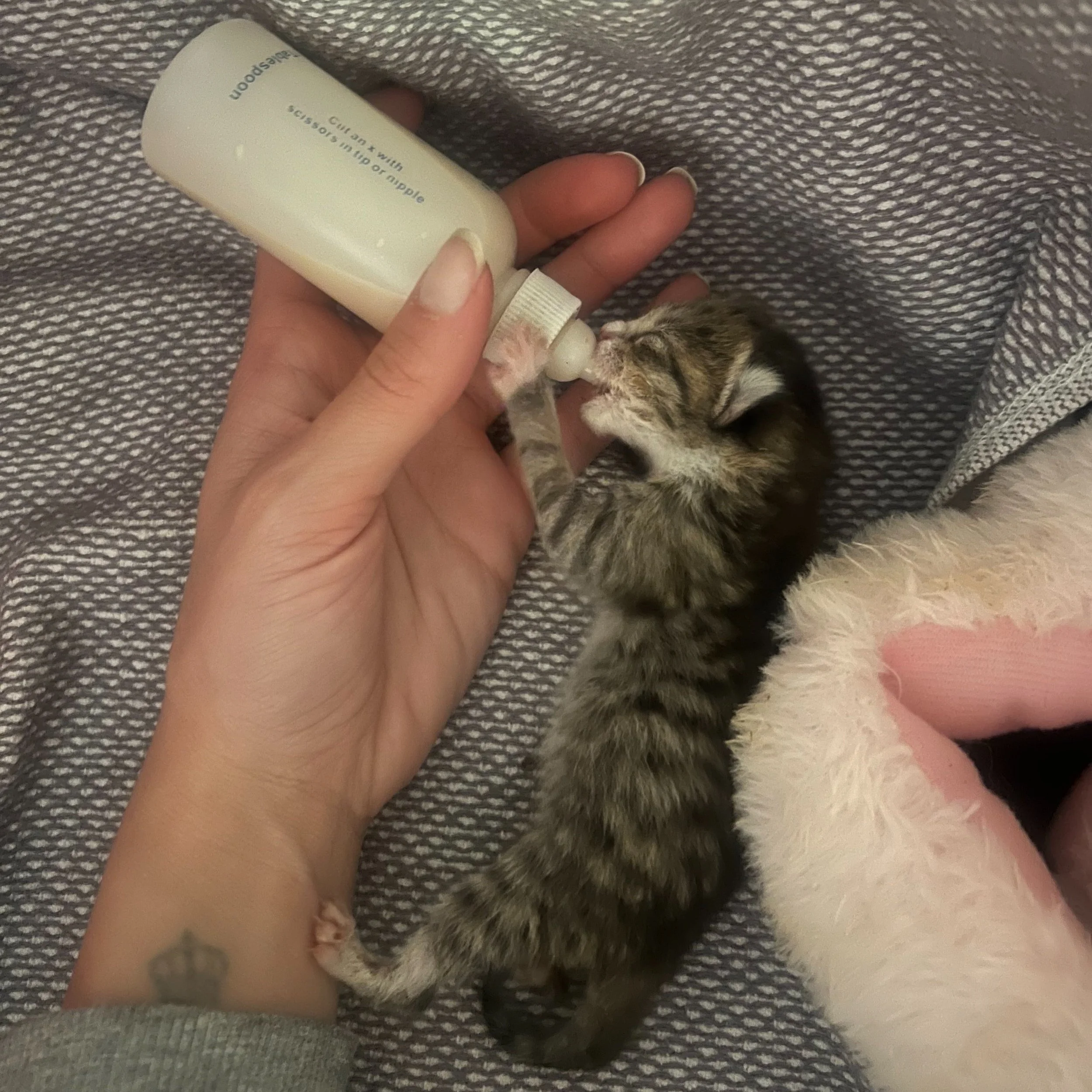 sunshine animal rescue