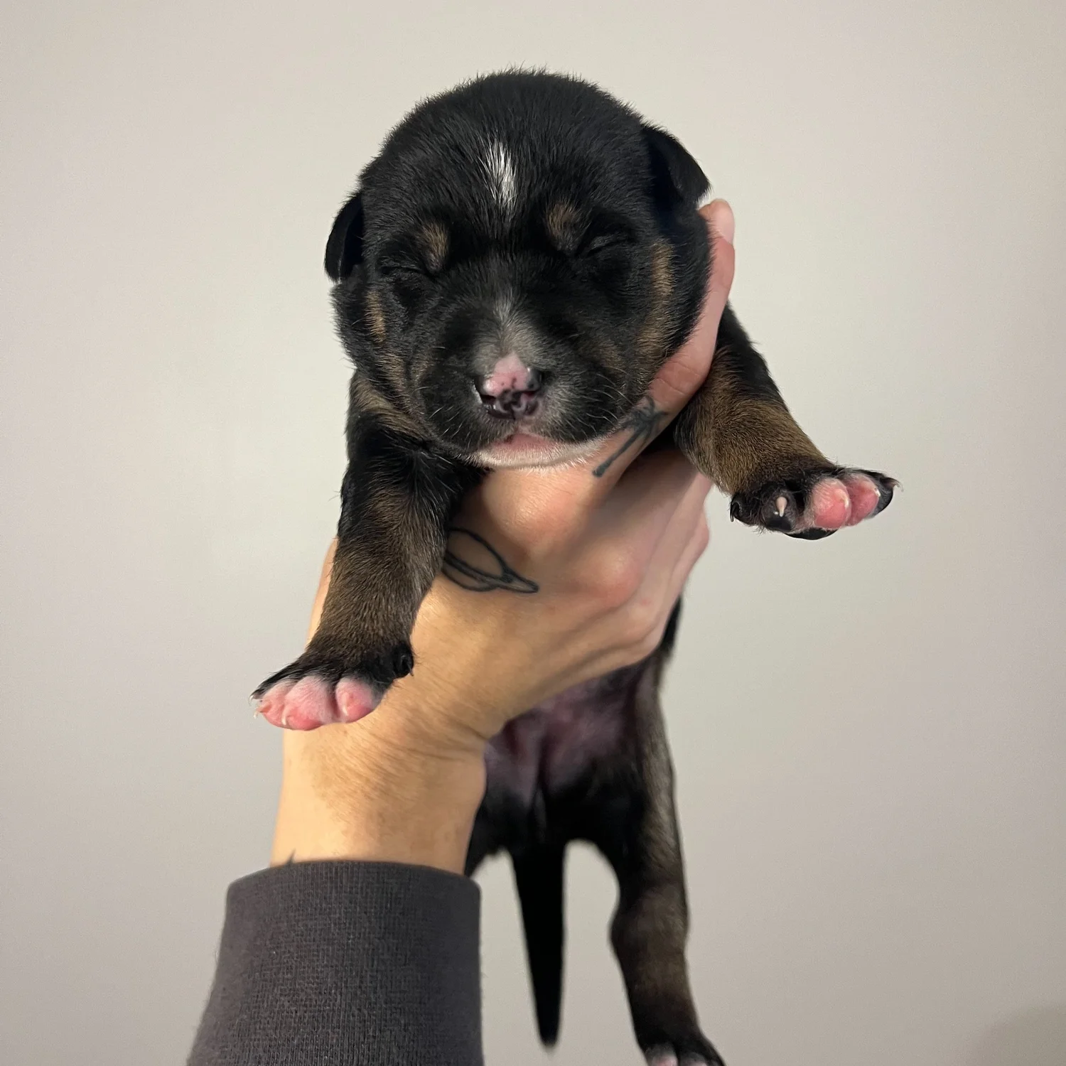 sunshine animal rescue | Support & Get Involved