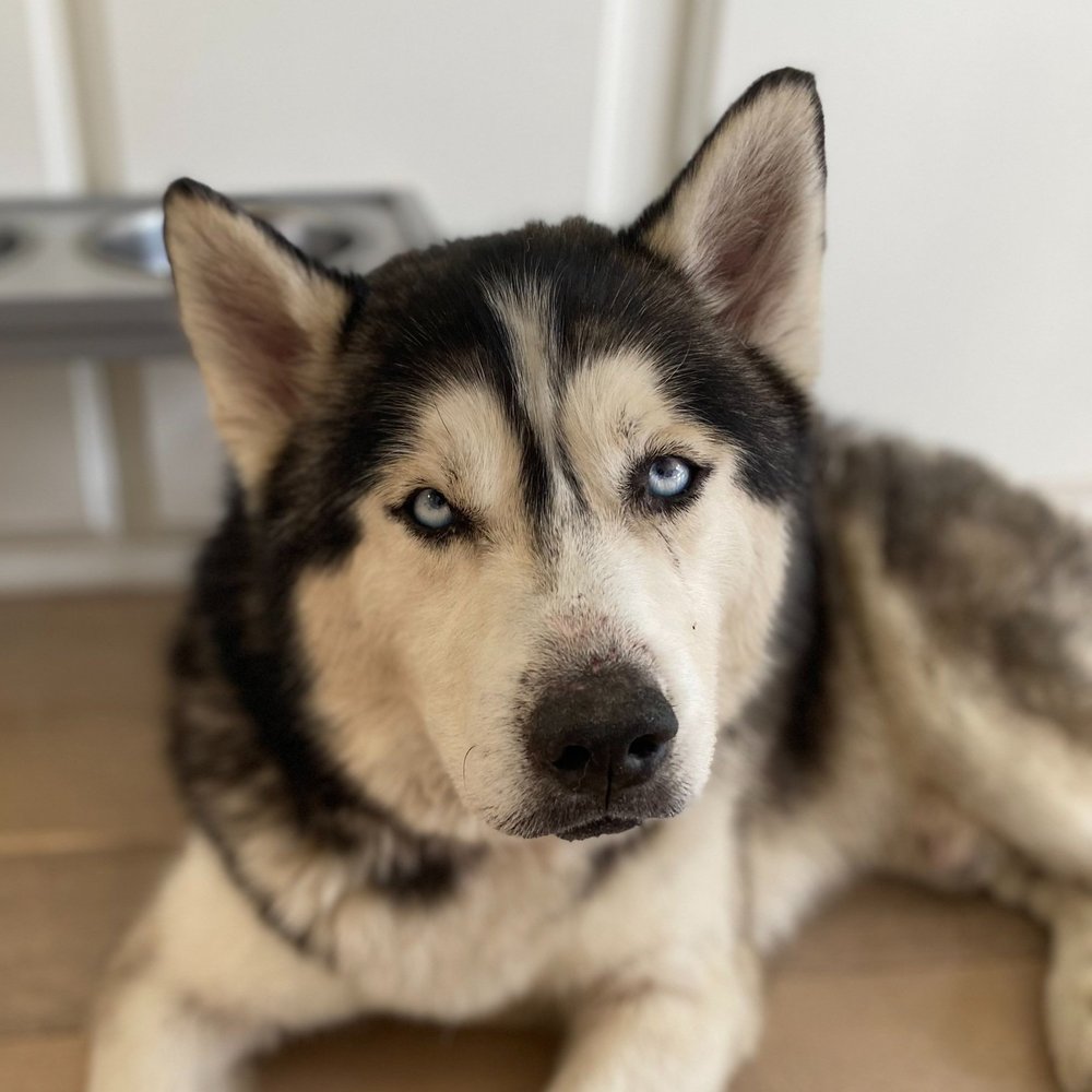 ABOUT US | Join Our Mission — sunshine animal rescue