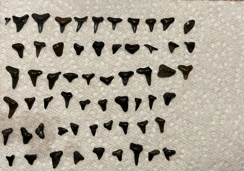 Venice, Florida: Shark Tooth Capital of the World — Golden Palms Group