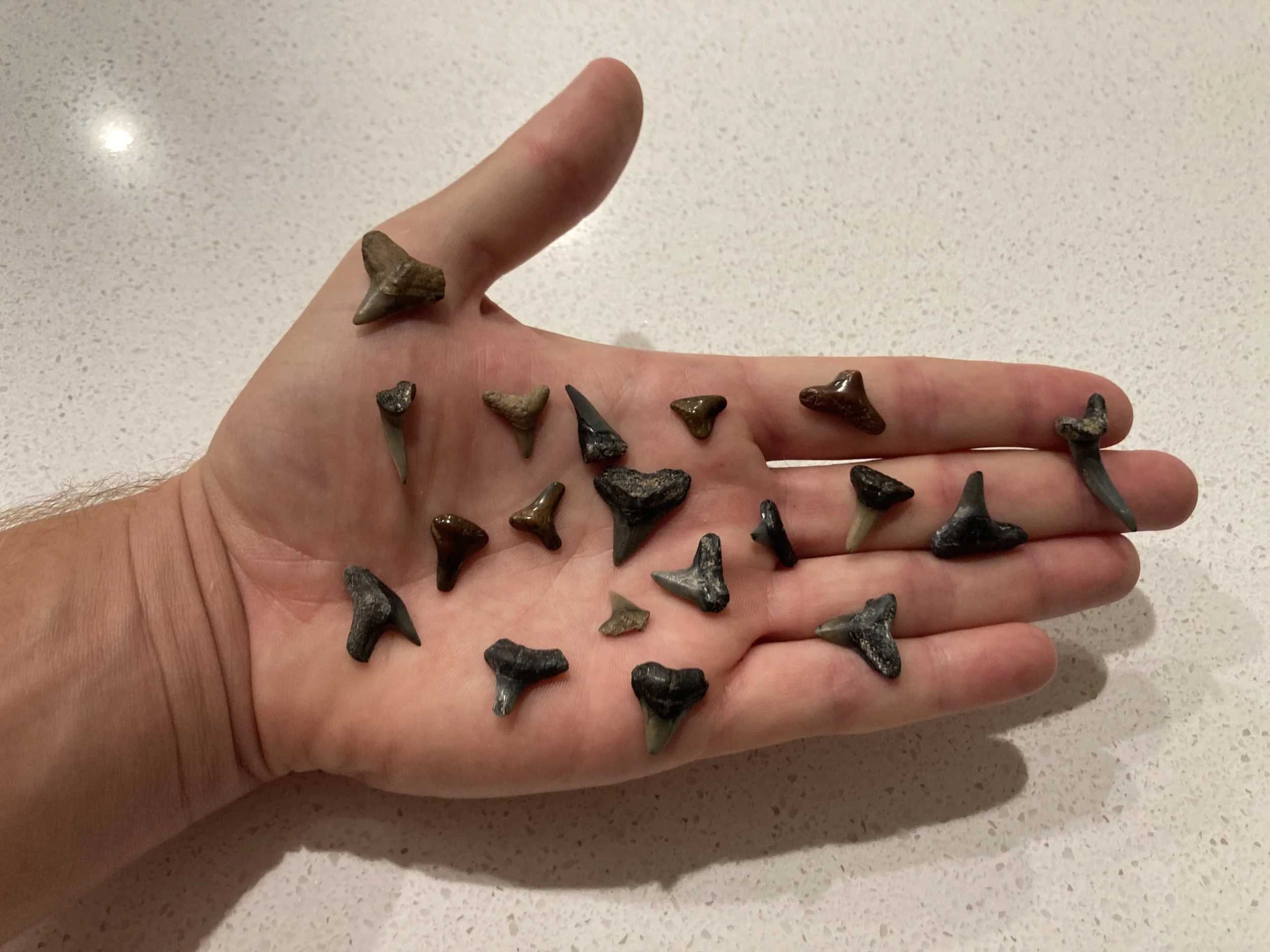 Venice, Florida: Shark Tooth Capital of the World — Golden Palms Group