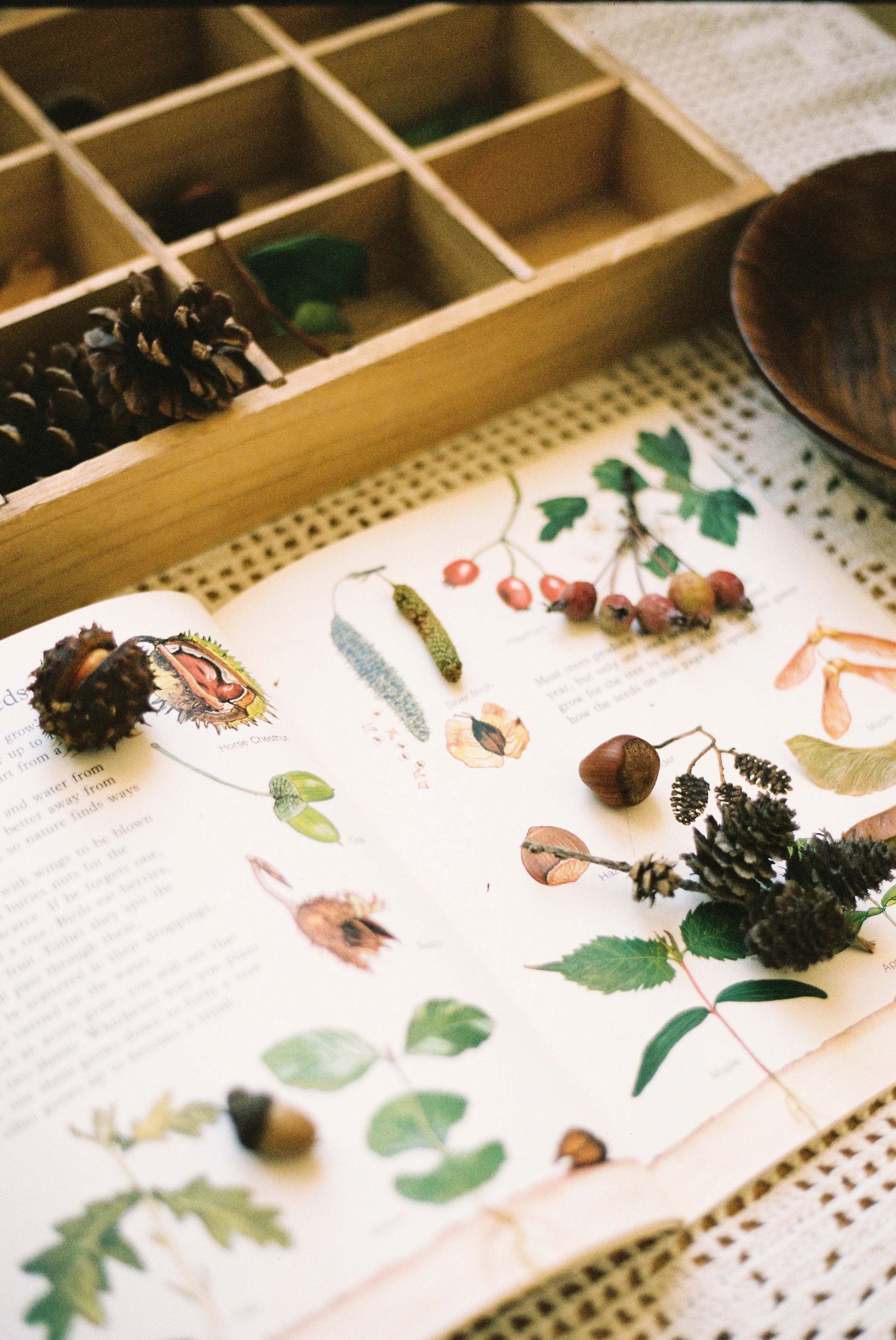 Seed Identification — KINDERFOLK