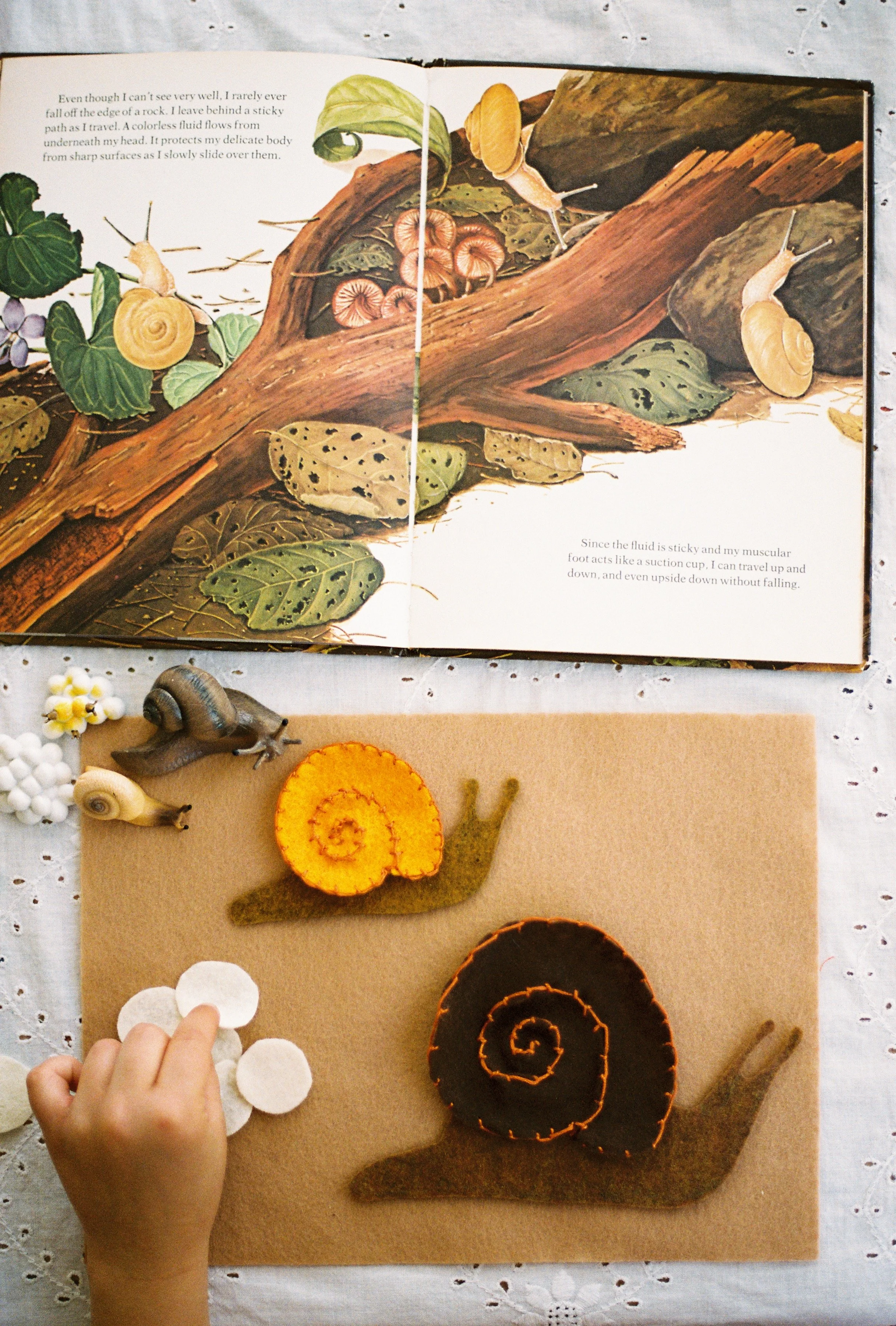 Snail Life Cycle — KINDERFOLK
