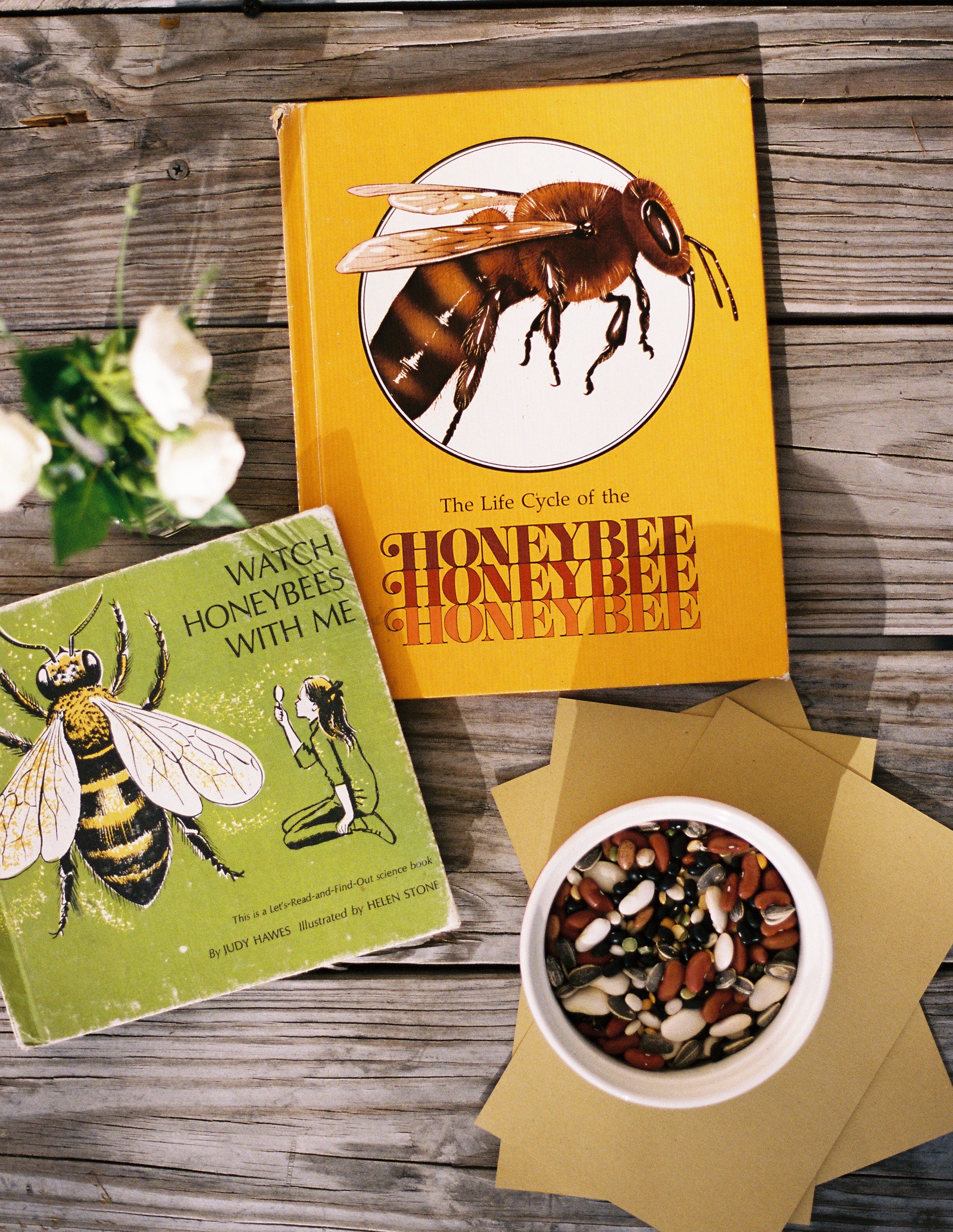 Let's go on a bee hunt! — KINDERFOLK
