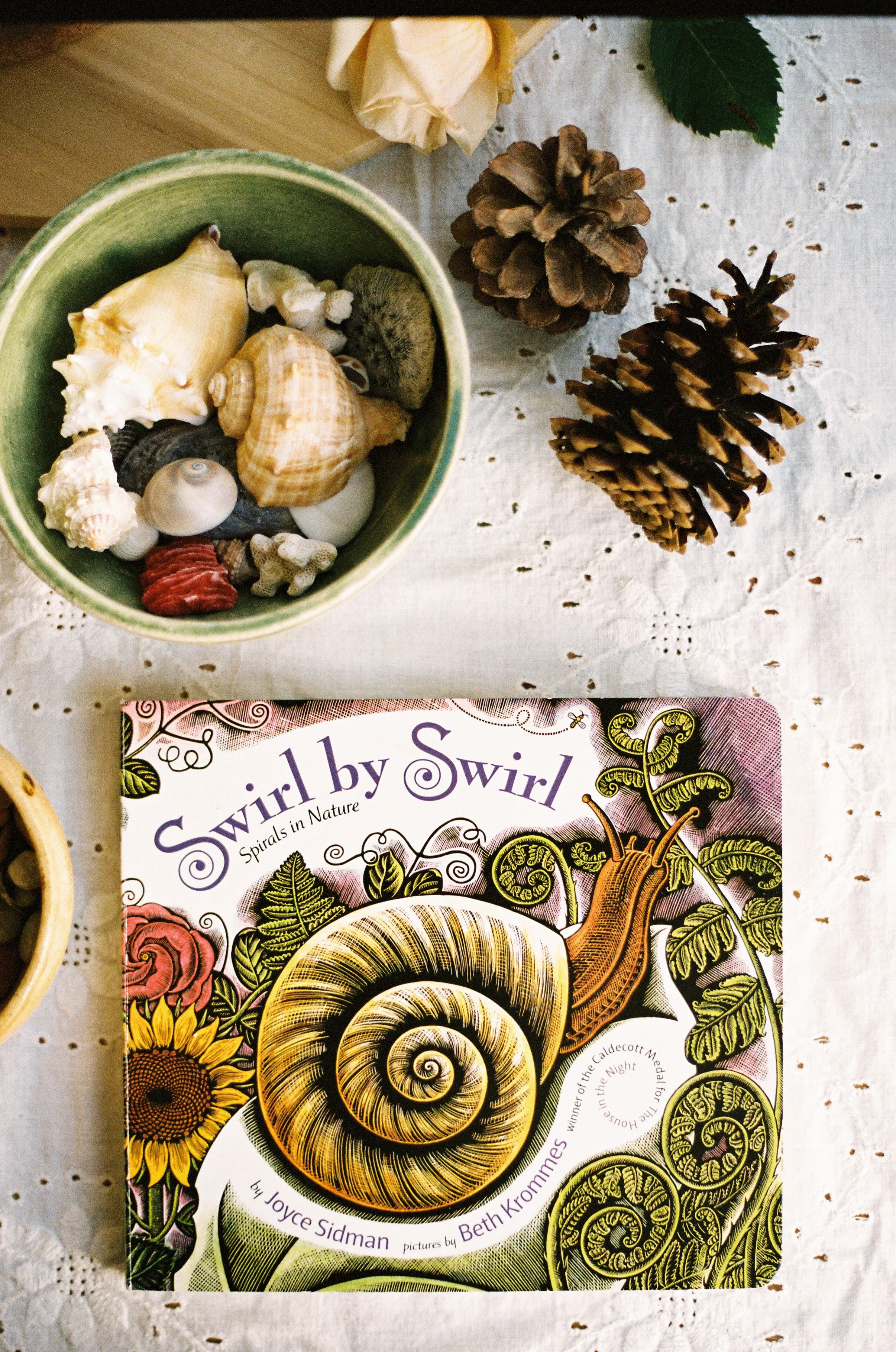 Spirals in Nature — KINDERFOLK
