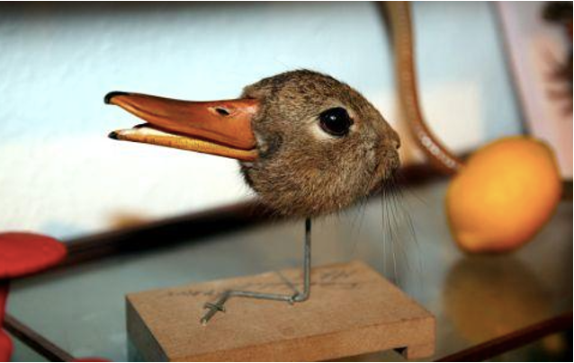 Textualism and the Duck-Rabbit Illusion — California Law Review