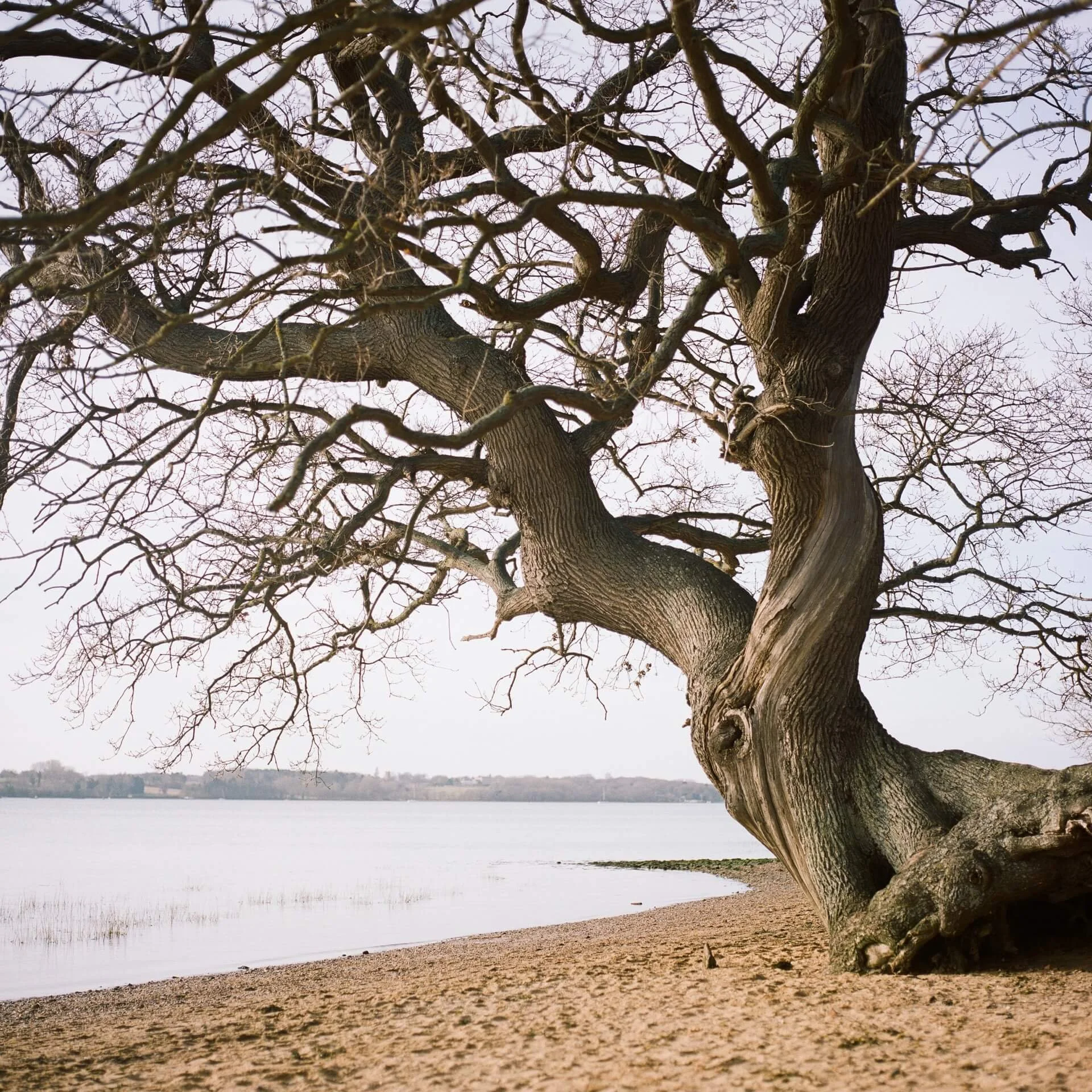 Exploring Nacton Shores | Daniel Ian | Award Winning Landscape ...