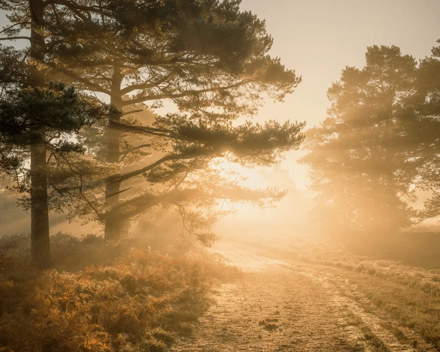 Exploring Hollesley Common | Daniel Ian | Award Winning Landscape ...