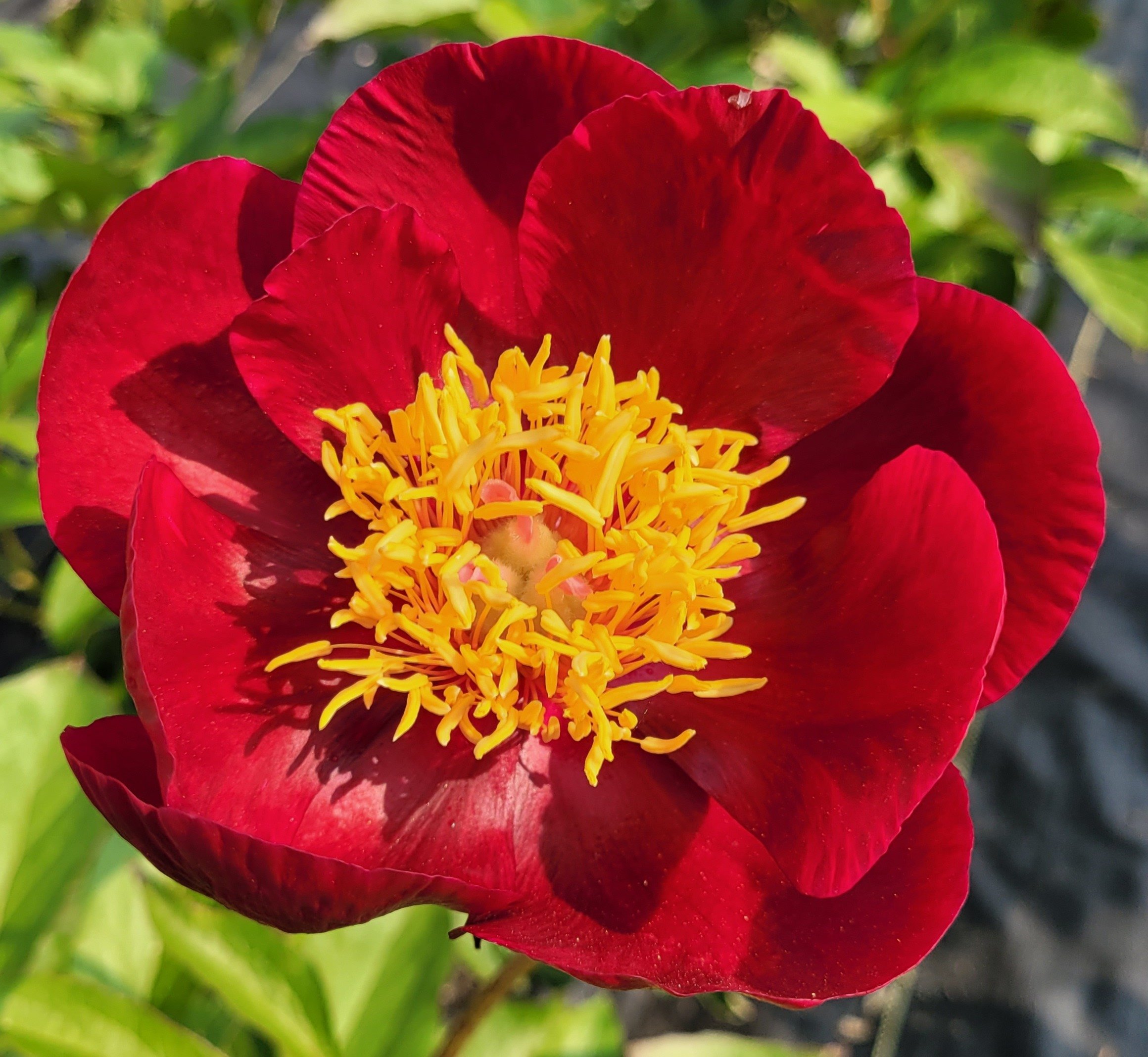 Peonies S-Z — Parker's Peony & Perennial Farm