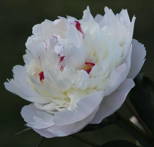 Peonies A-C — Parker's Peony & Perennial Farm
