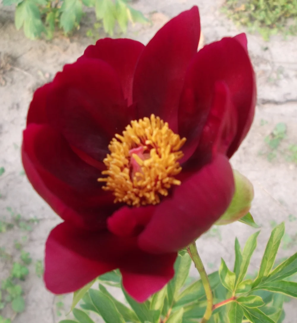 Species Peonies — Parker's Peony & Perennial Farm